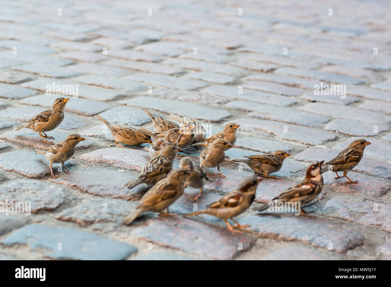 Sparrows flock feeding hi-res stock photography and images - Alamy