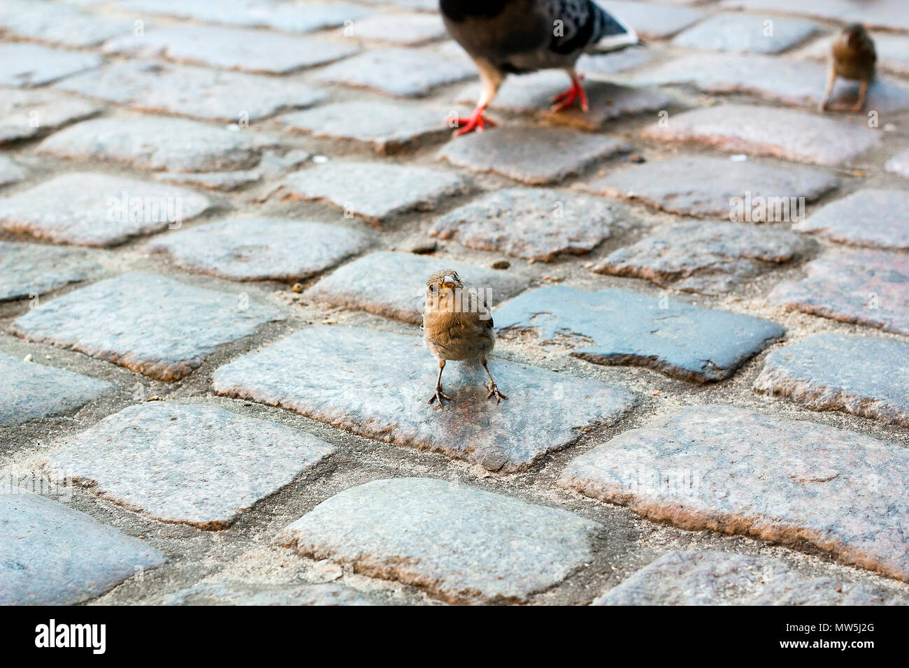 Female of house sparrow sits on paving stone. Feeding birds Stock Photo ...