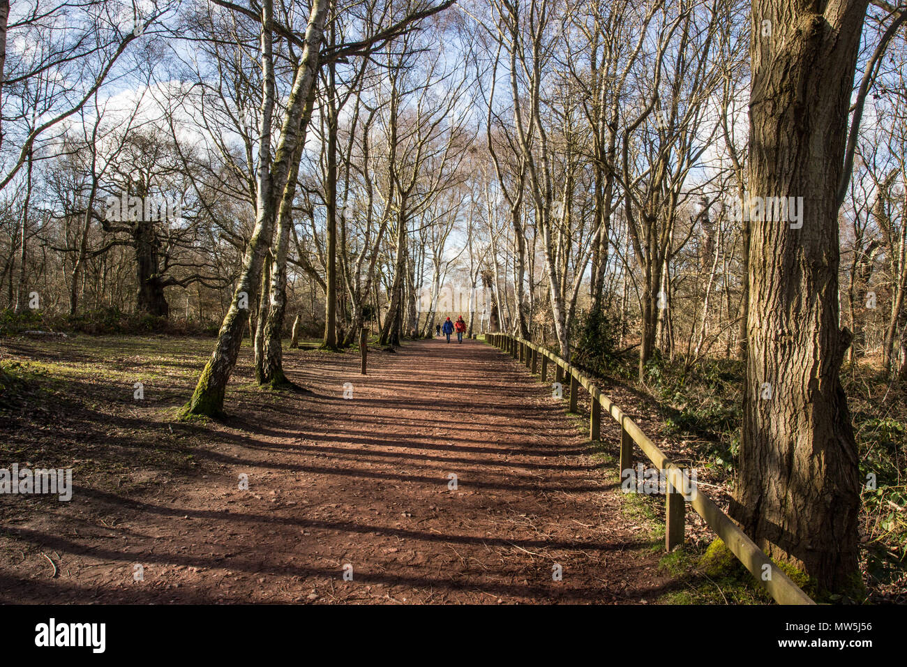 Foot path in the forest hi-res stock photography and images - Alamy