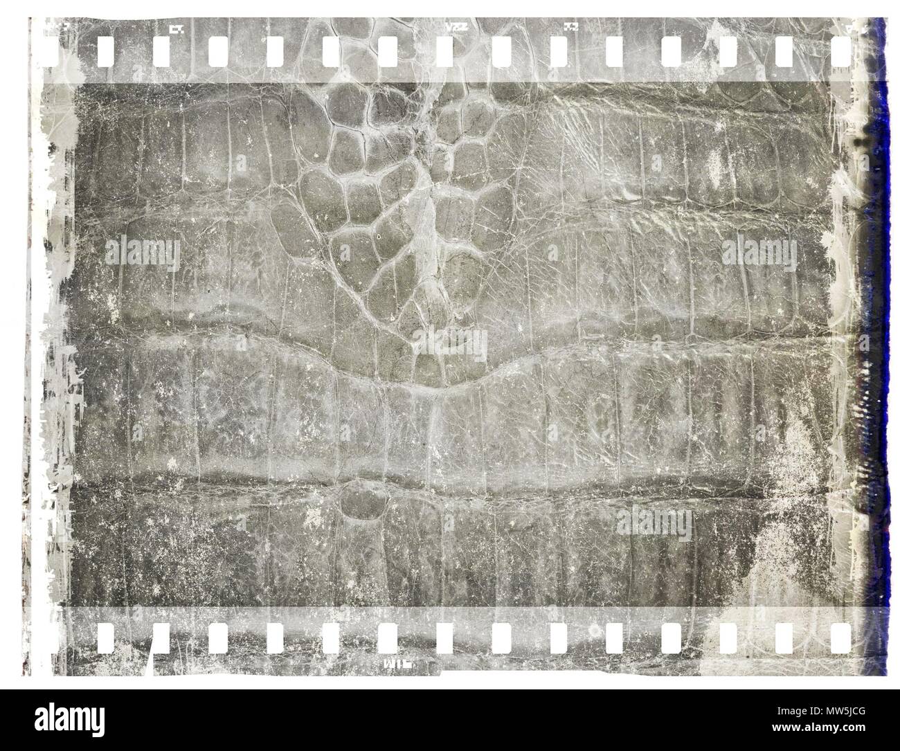 Vintage gray film strip frame with crocodile leather surface Stock ...