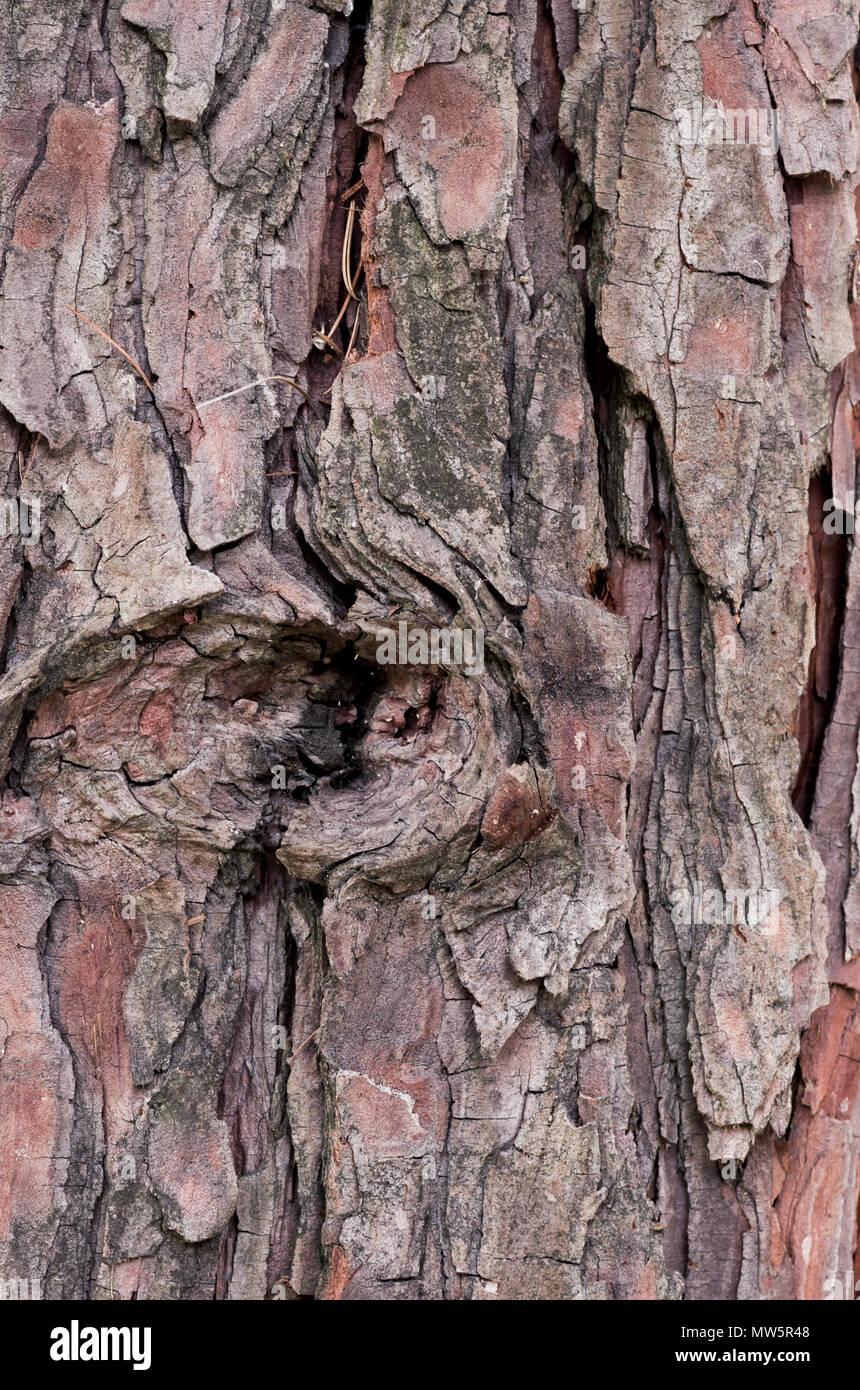 coniferous tree bark detail backdrop Stock Photo - Alamy