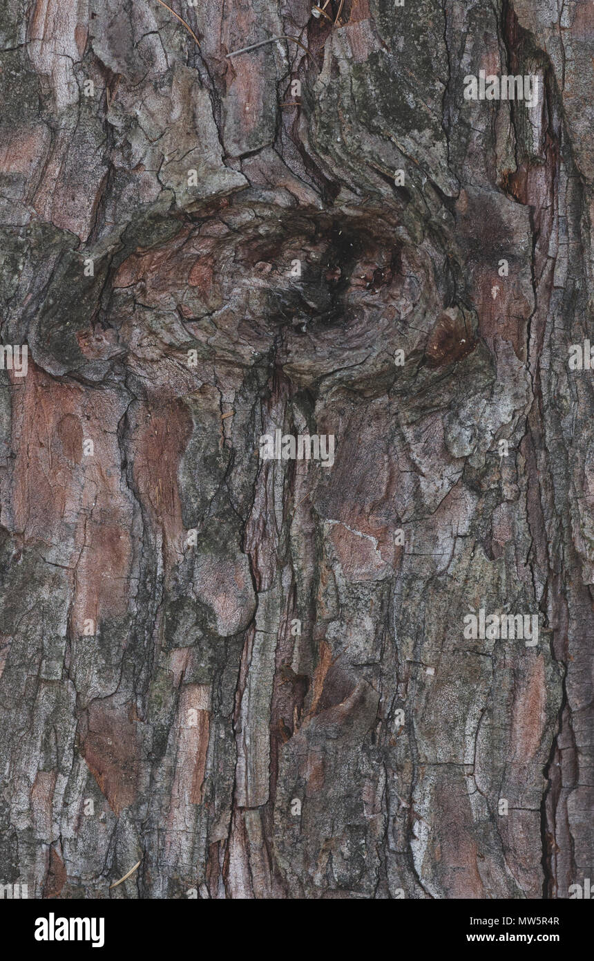 coniferous tree bark detail backdrop Stock Photo - Alamy