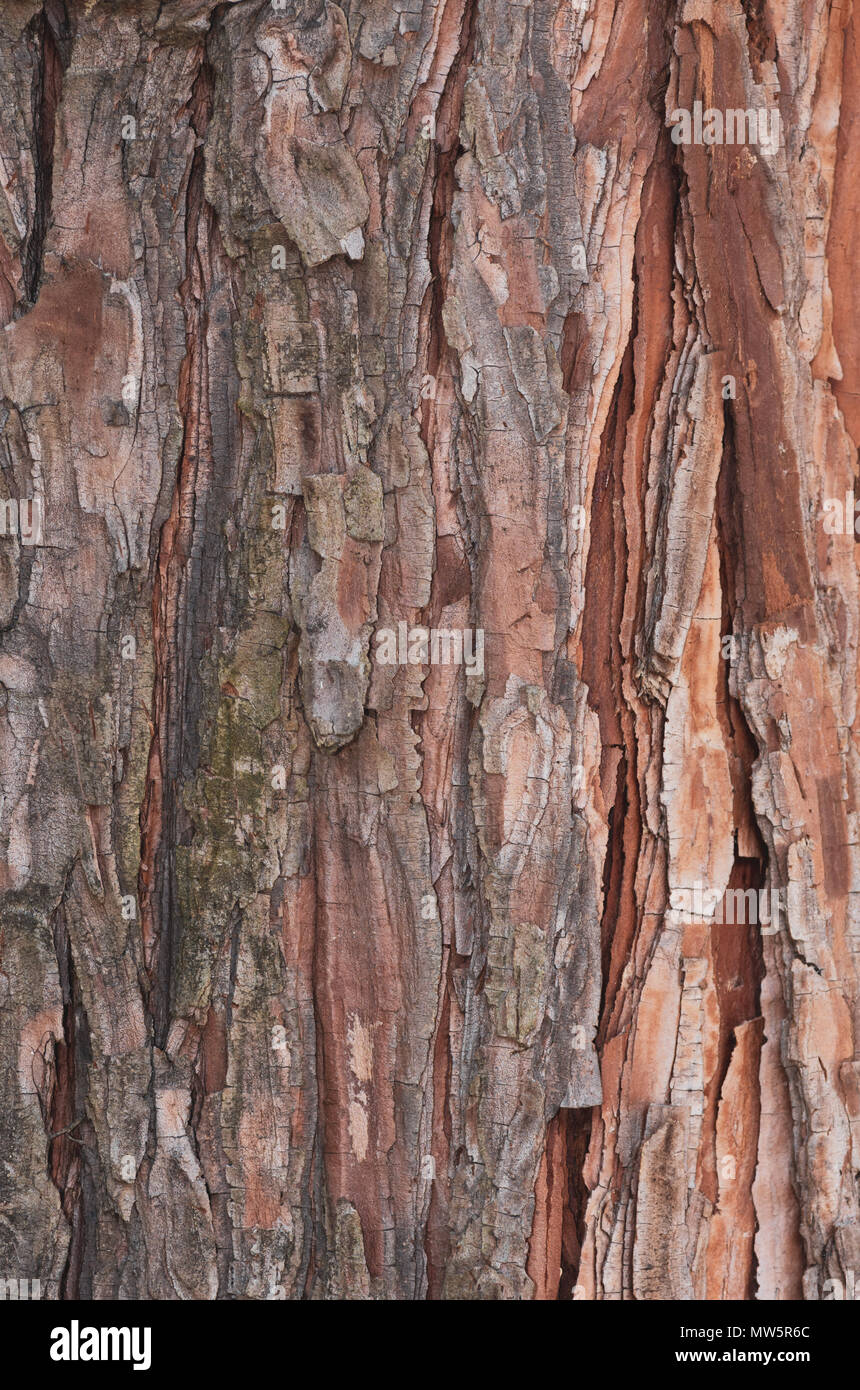 coniferous tree bark detail backdrop Stock Photo - Alamy