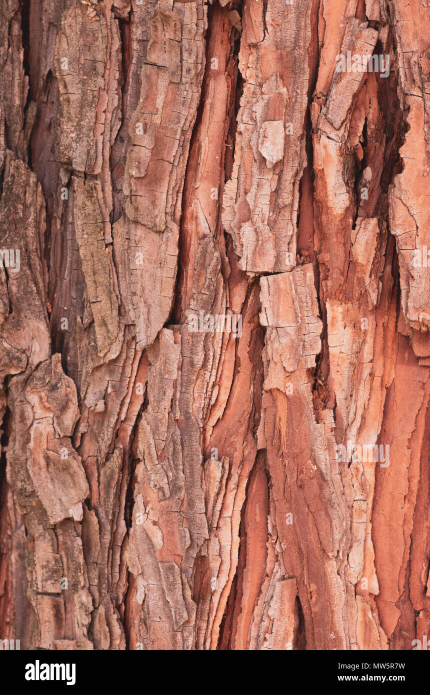 coniferous tree bark detail backdrop Stock Photo - Alamy