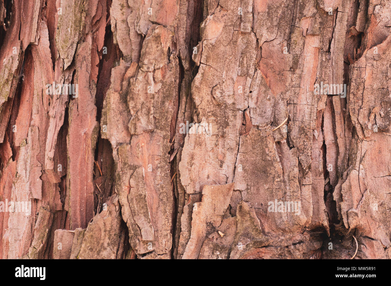 coniferous tree bark detail backdrop Stock Photo - Alamy