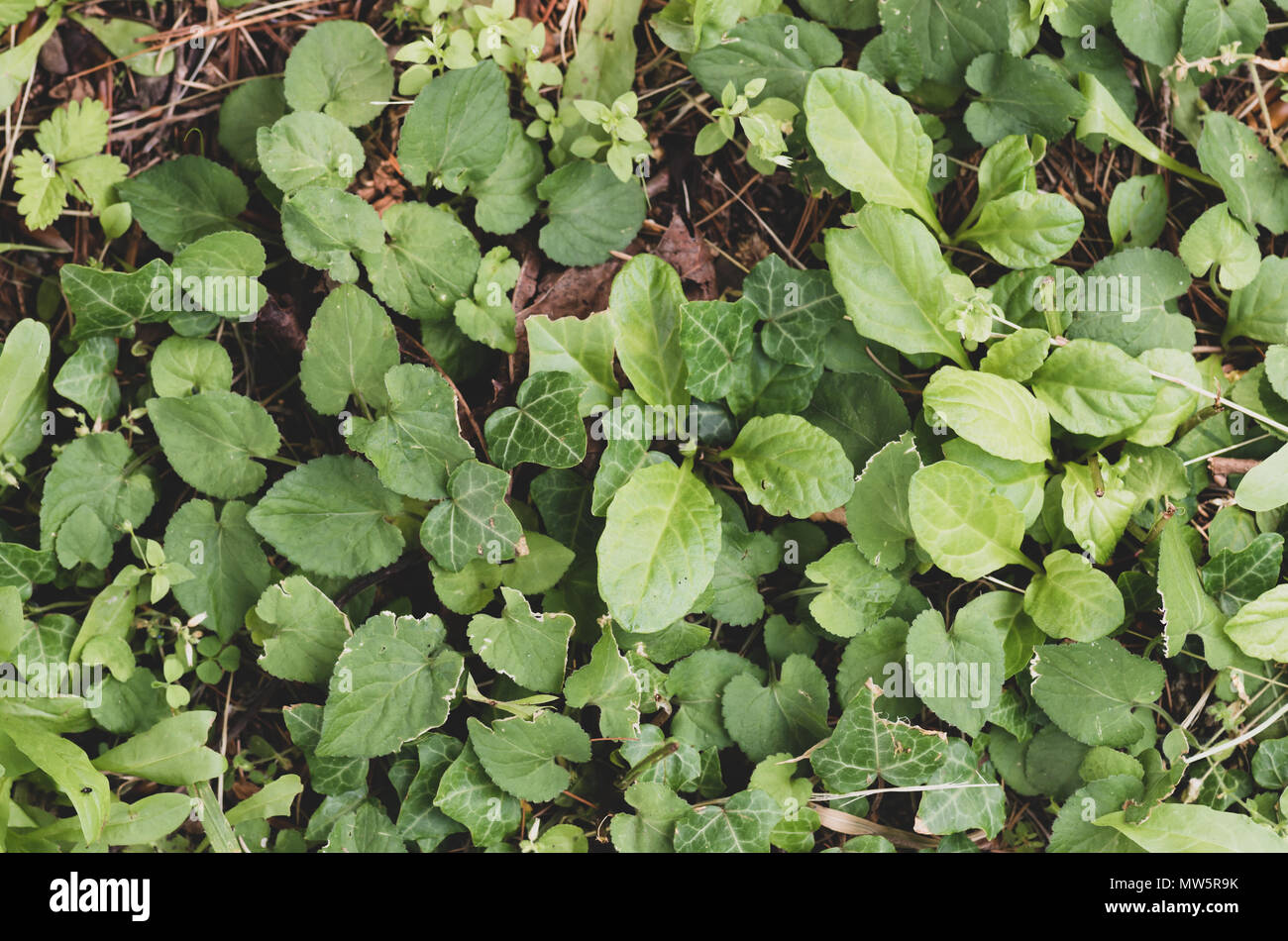 Subshrub High Resolution Stock Photography and Images - Alamy