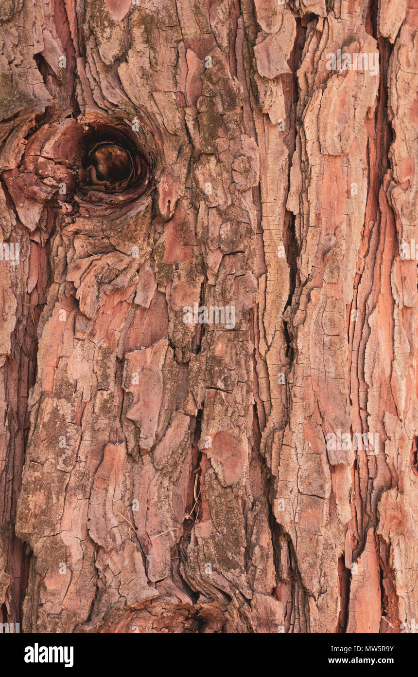 coniferous tree bark detail backdrop Stock Photo - Alamy