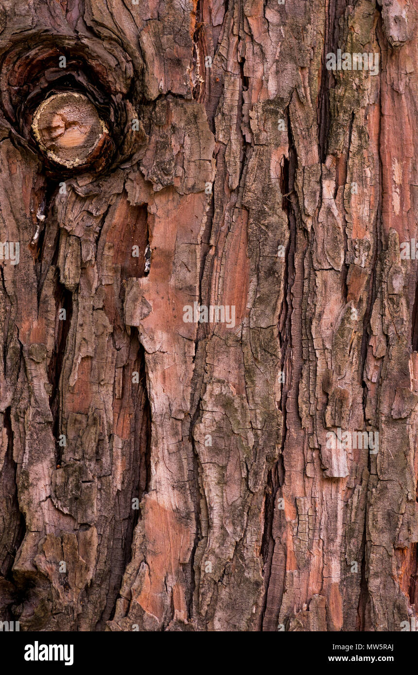 coniferous tree bark detail backdrop Stock Photo - Alamy