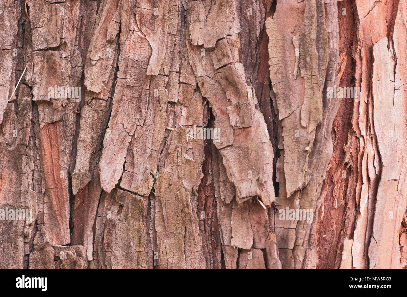 coniferous tree bark detail backdrop Stock Photo - Alamy