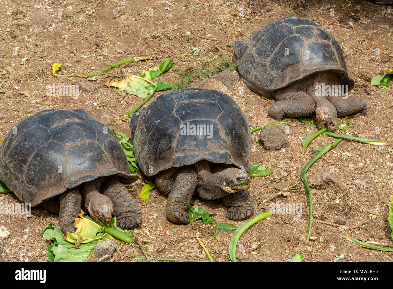 Galapagos Giant Tortoise (Chelonoidis nigra) in Galapagos Islands ...