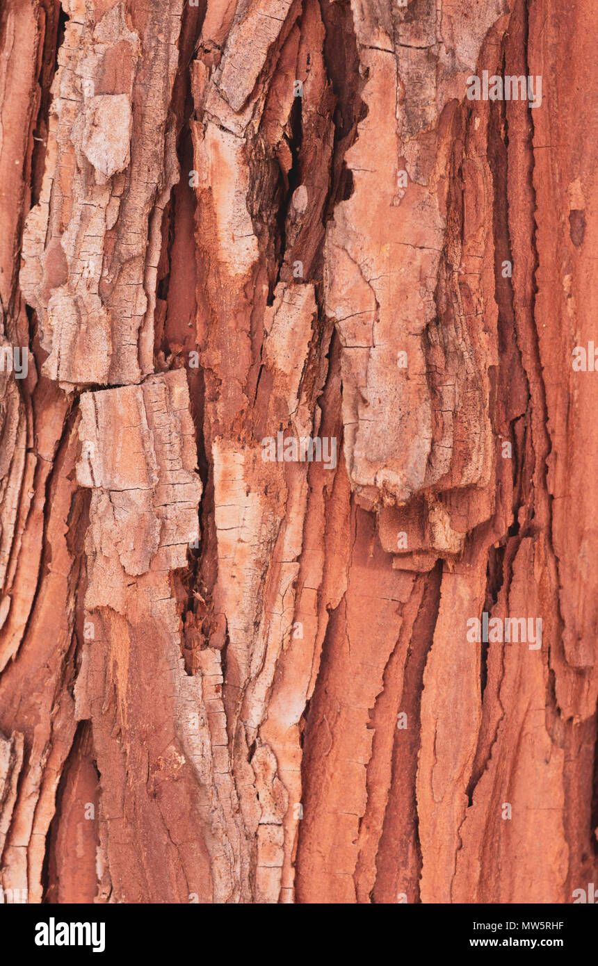coniferous tree bark detail backdrop Stock Photo - Alamy