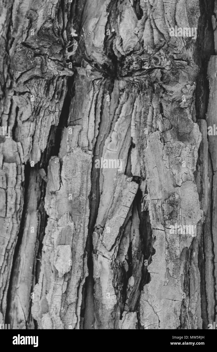 coniferous tree bark detail backdrop Stock Photo - Alamy