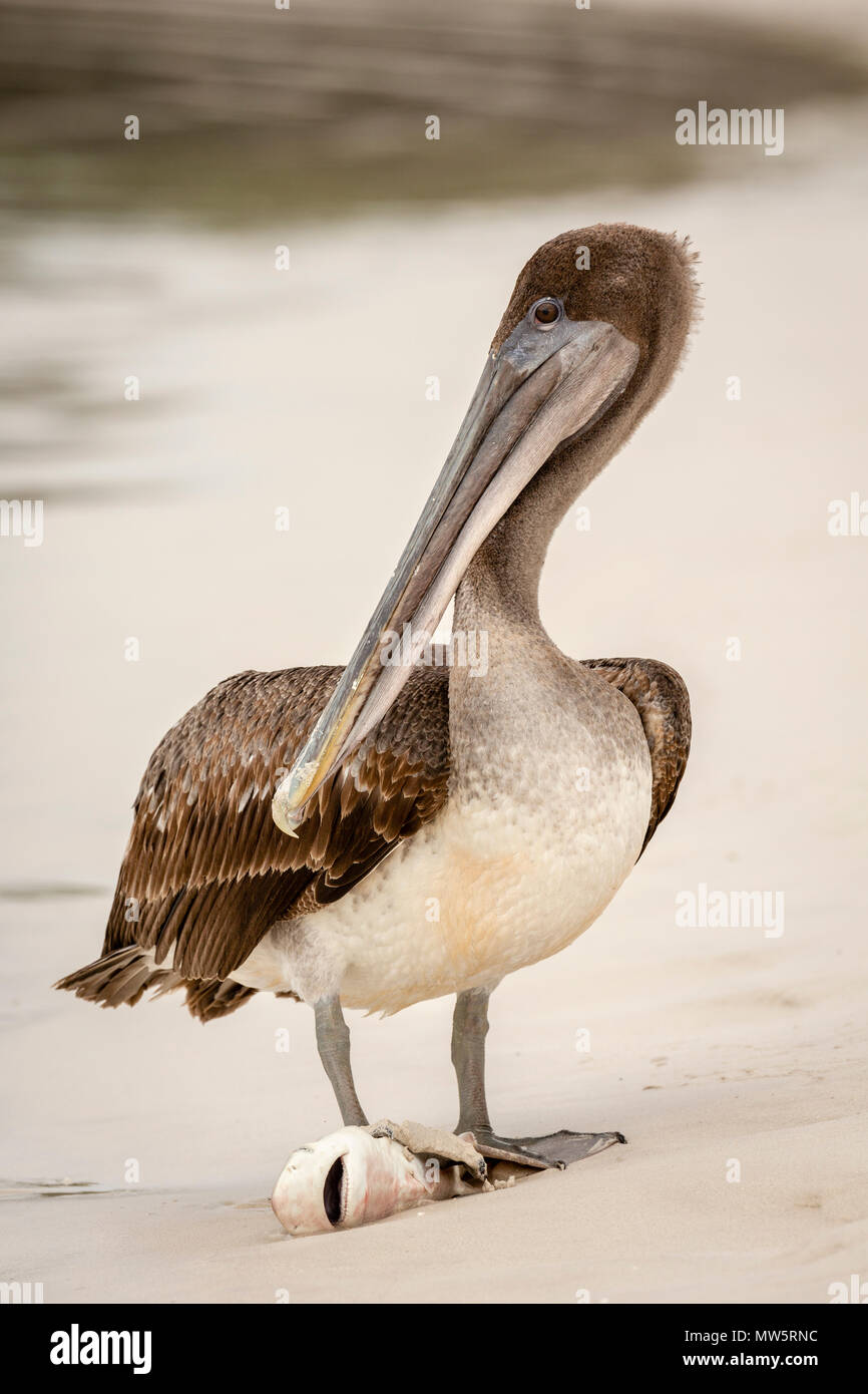 Brown Pelican eating a small Shark (Pelecanus occidentalis) in ...