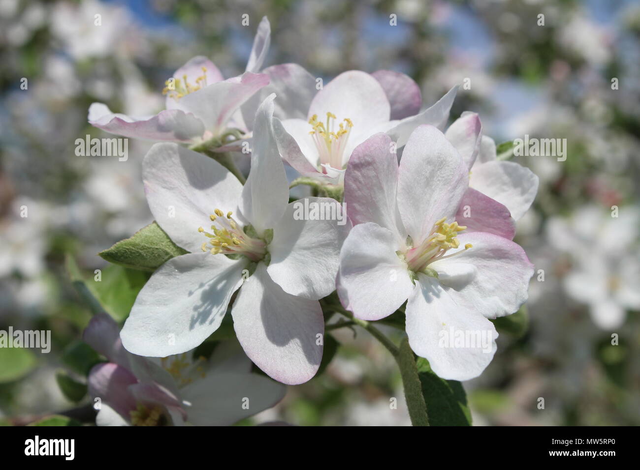 Colorfull flowers background hi-res stock photography and images - Alamy