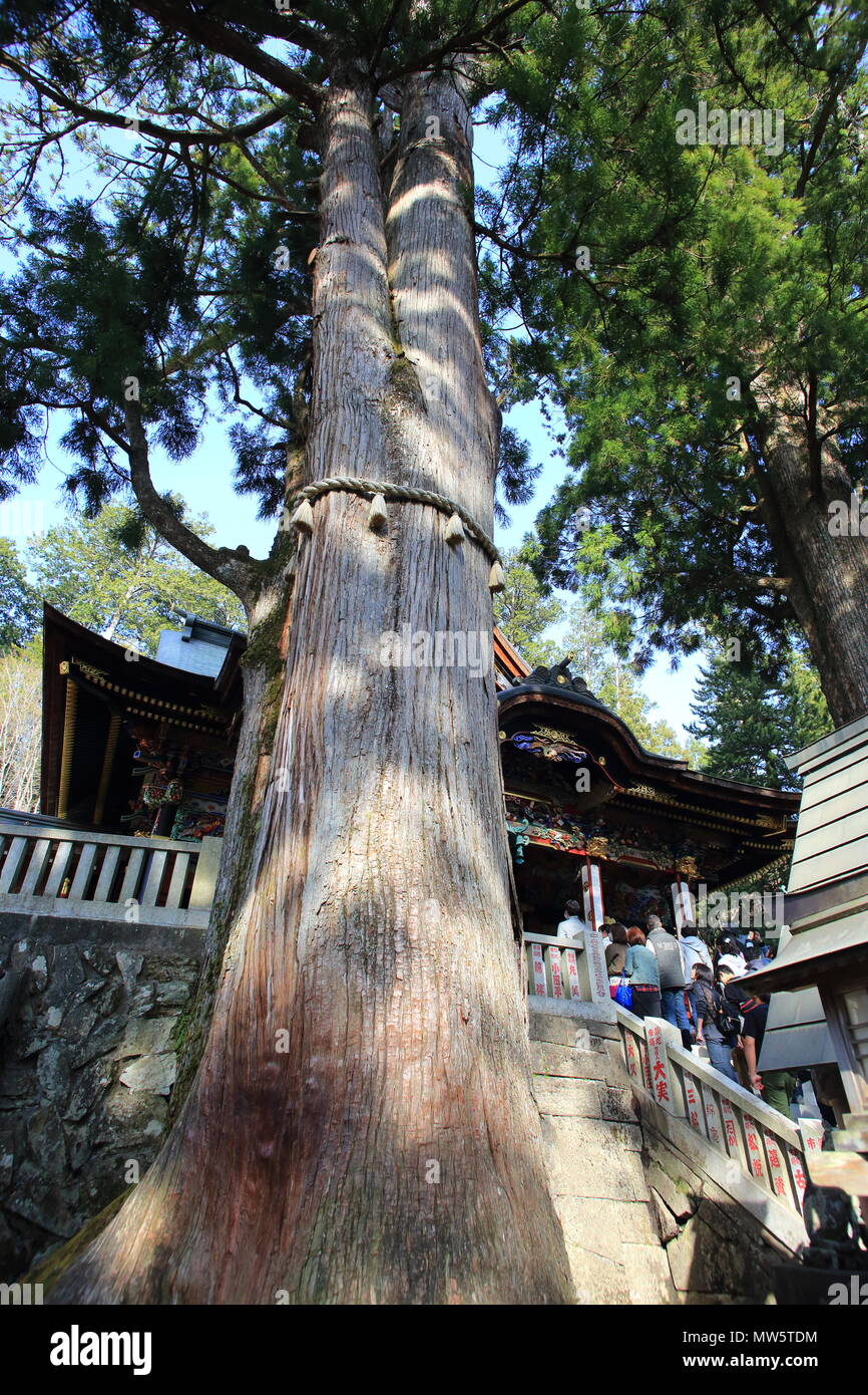 Japanese old cedar in Mitsumine shrine, Saitama Pref, Japan Stock Photo ...