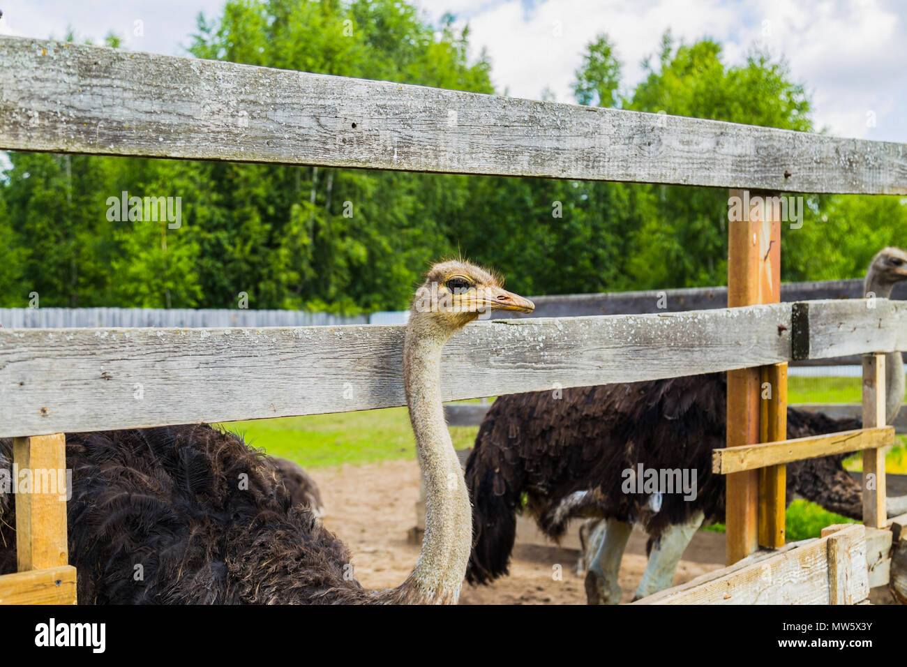 Curious african ostrich in the paddock at the ostrich farm Stock Photo ...