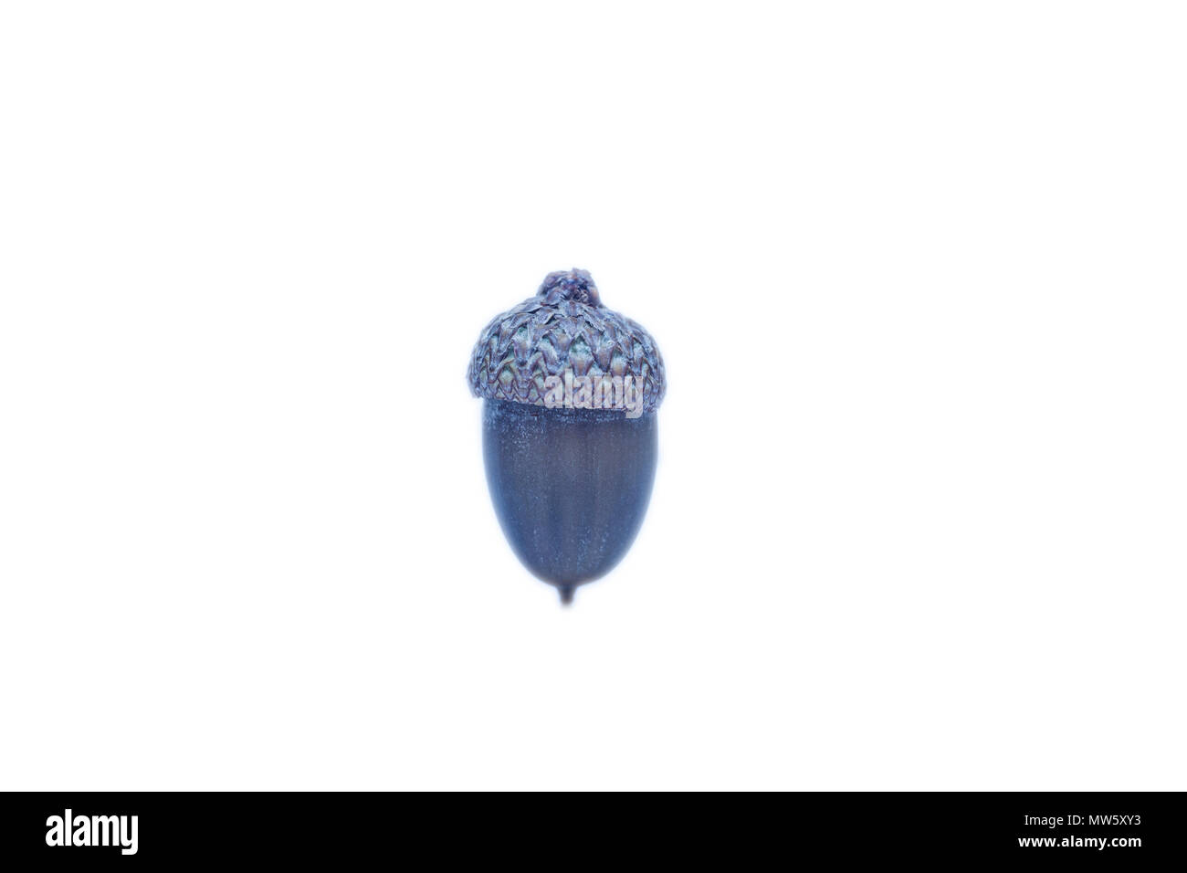 Beautiful autumn leaves acorns Cut Out Stock Images & Pictures - Alamy