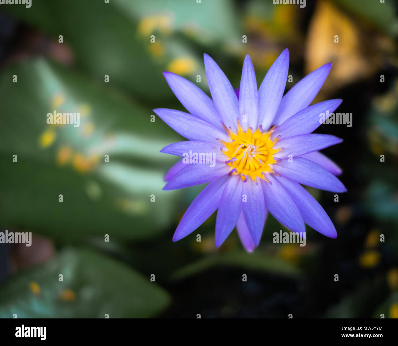 Overhead lotus hi-res stock photography and images - Alamy
