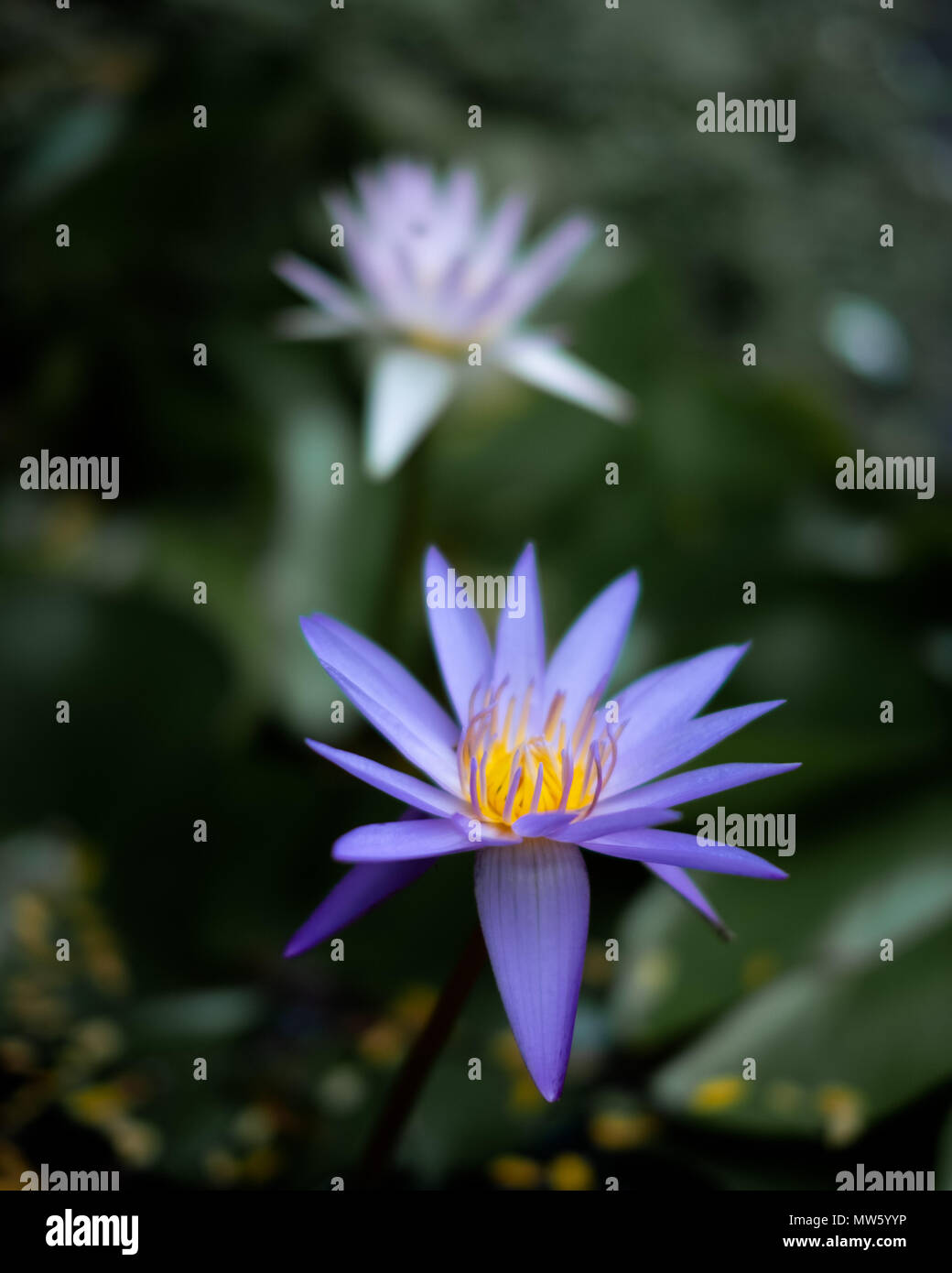 Two color lotus hi-res stock photography and images - Alamy