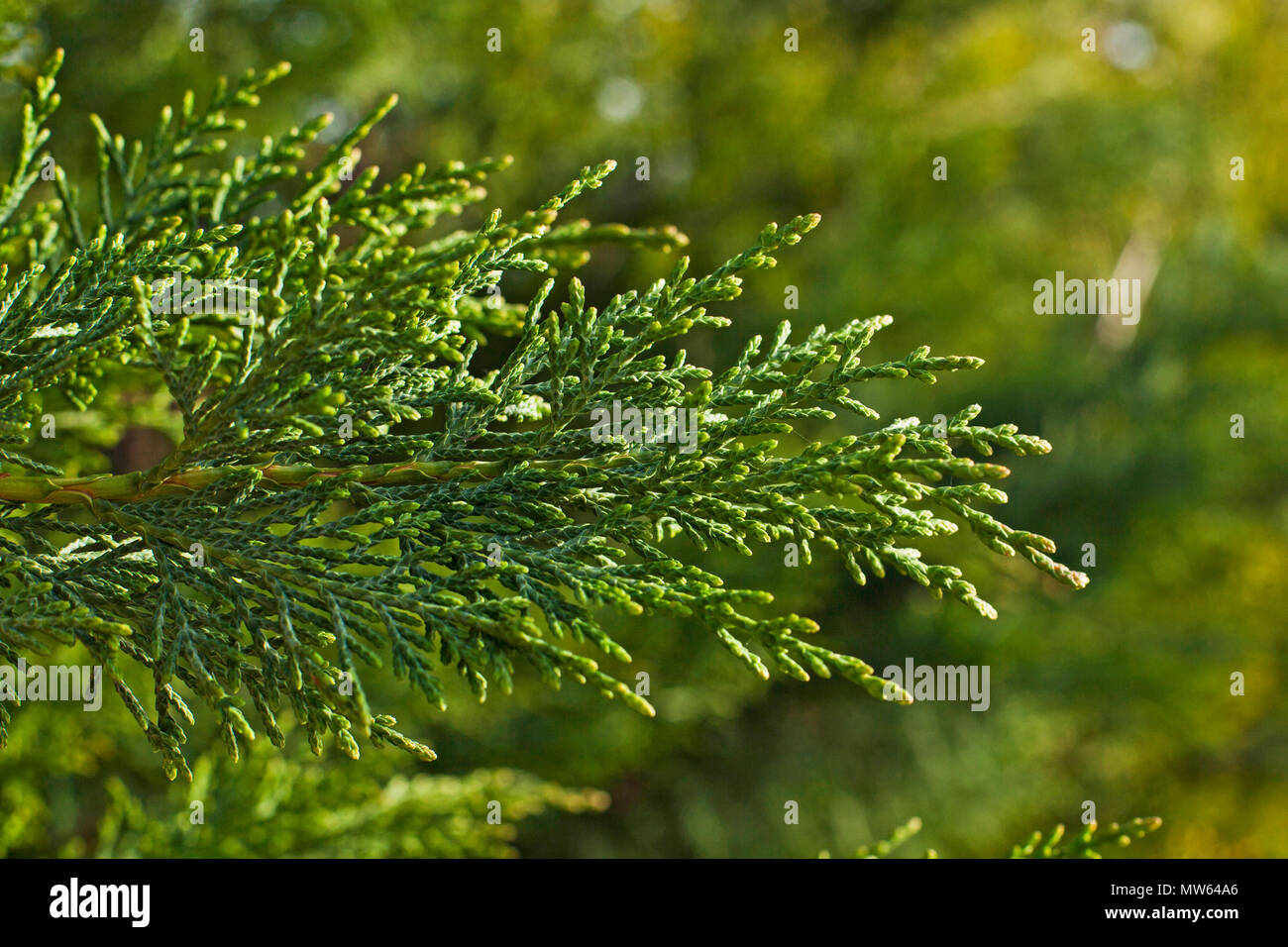 Leyland cypress tree garden hi-res stock photography and images - Alamy