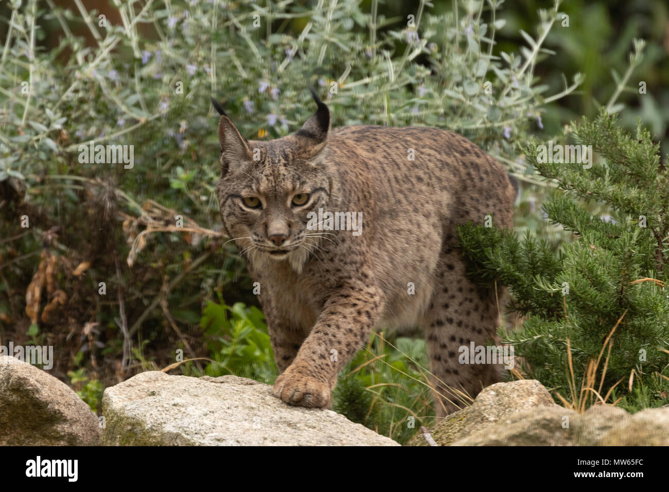 Iberian lynx hi-res stock photography and images - Alamy