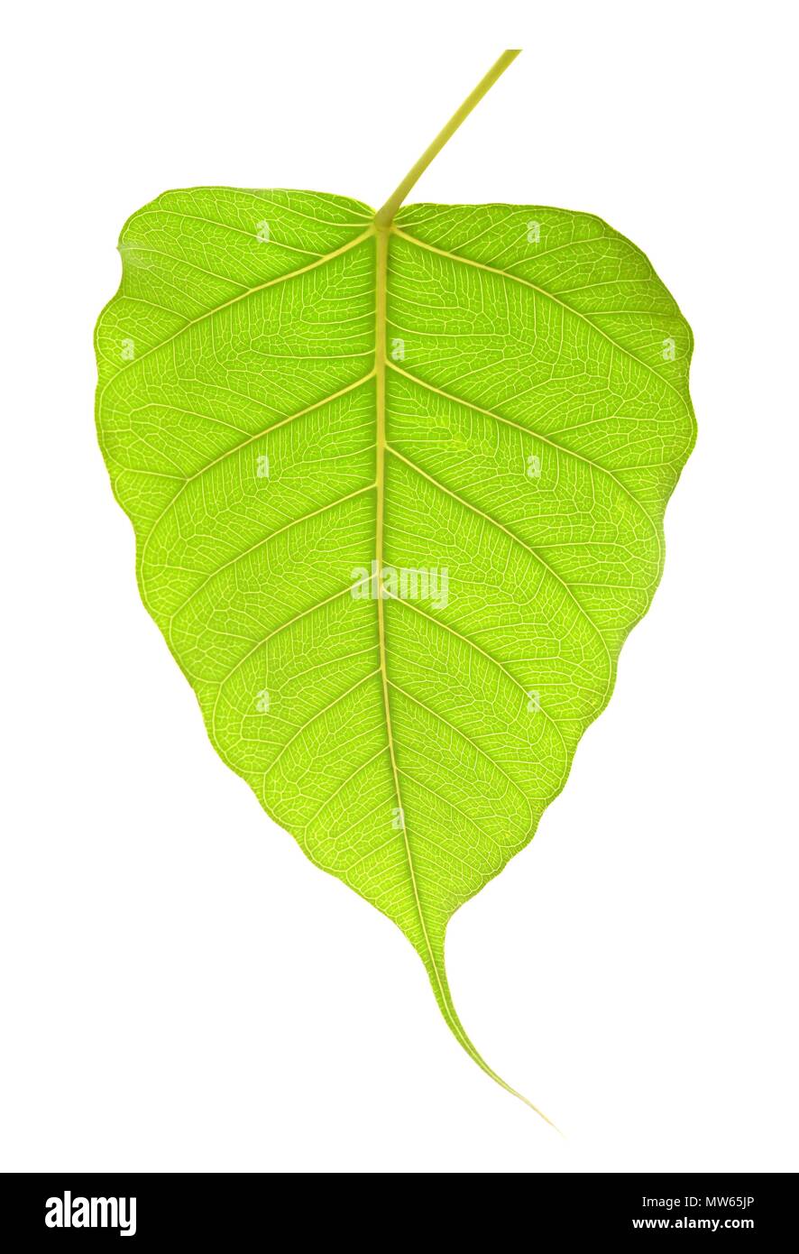 Green bho leaf isolated on white background Stock Photo - Alamy