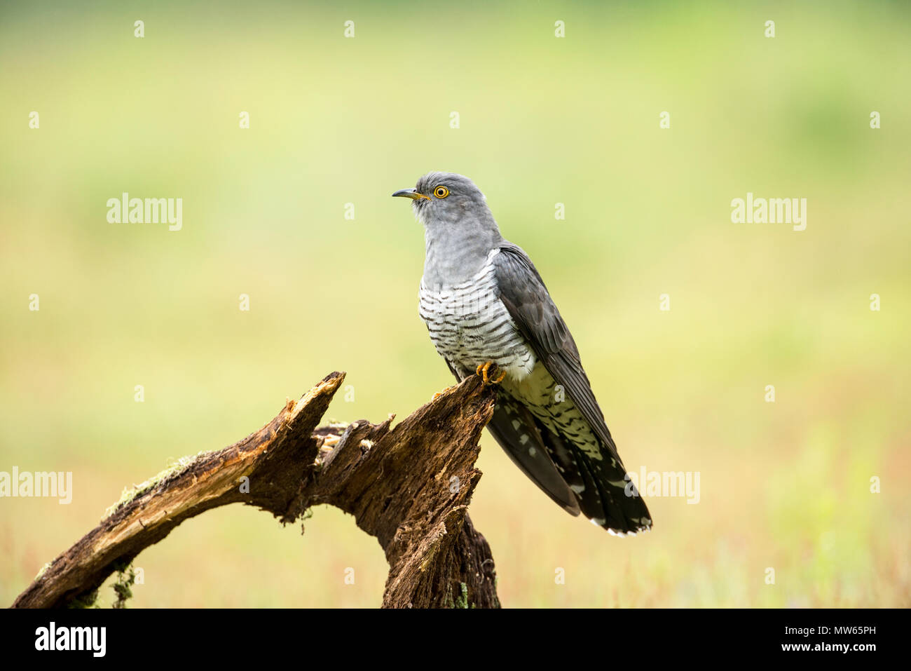 Common cuckoo (Cuculus canorus Stock Photo - Alamy