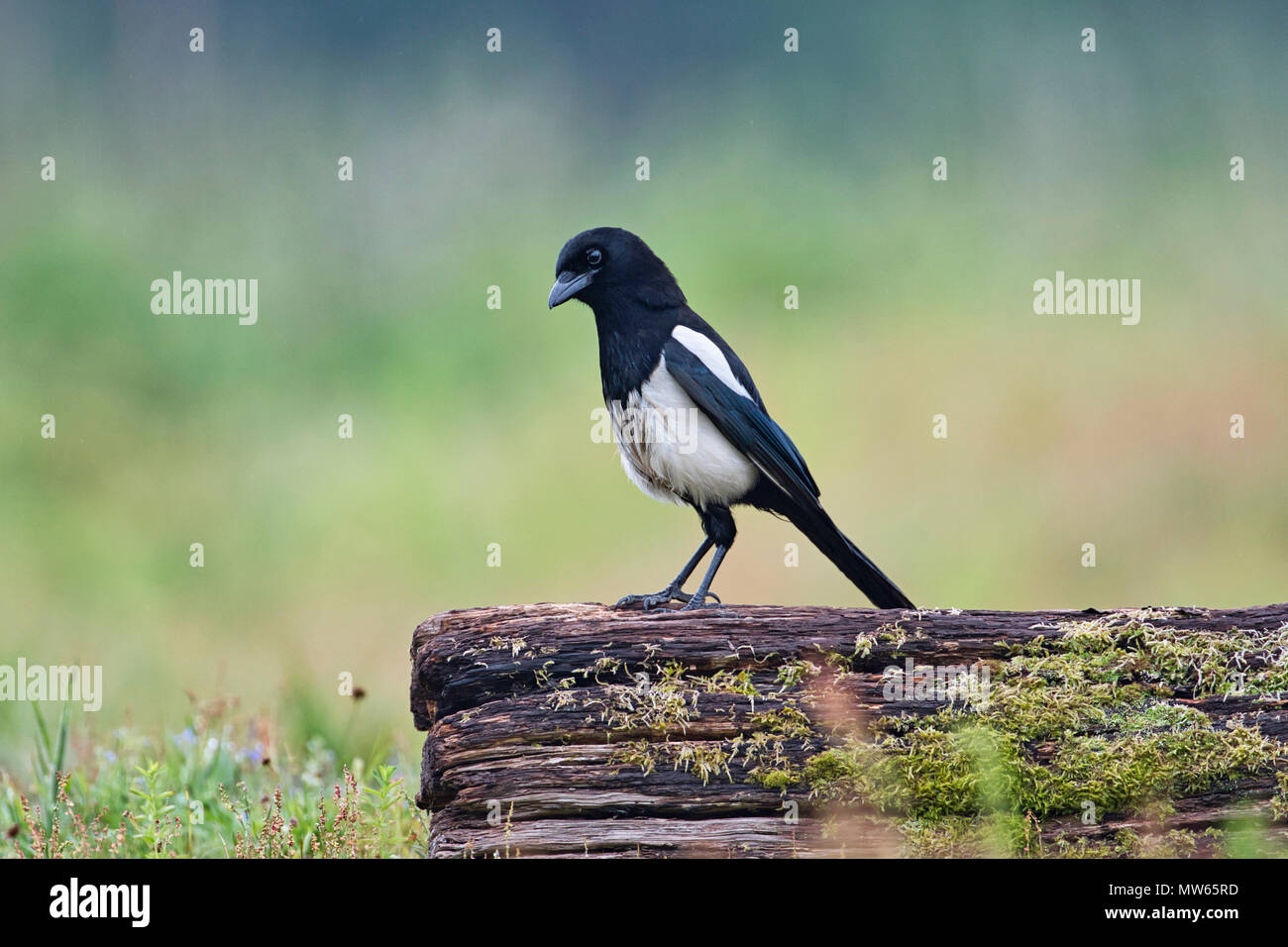 Urraca bird hi-res stock photography and images - Alamy