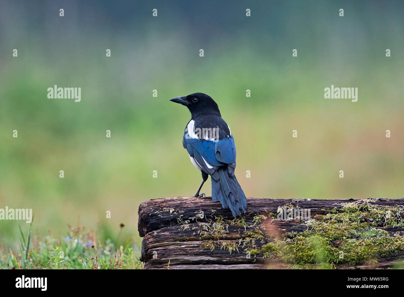 Eurasian magpie pica perched hi-res stock photography and images - Alamy