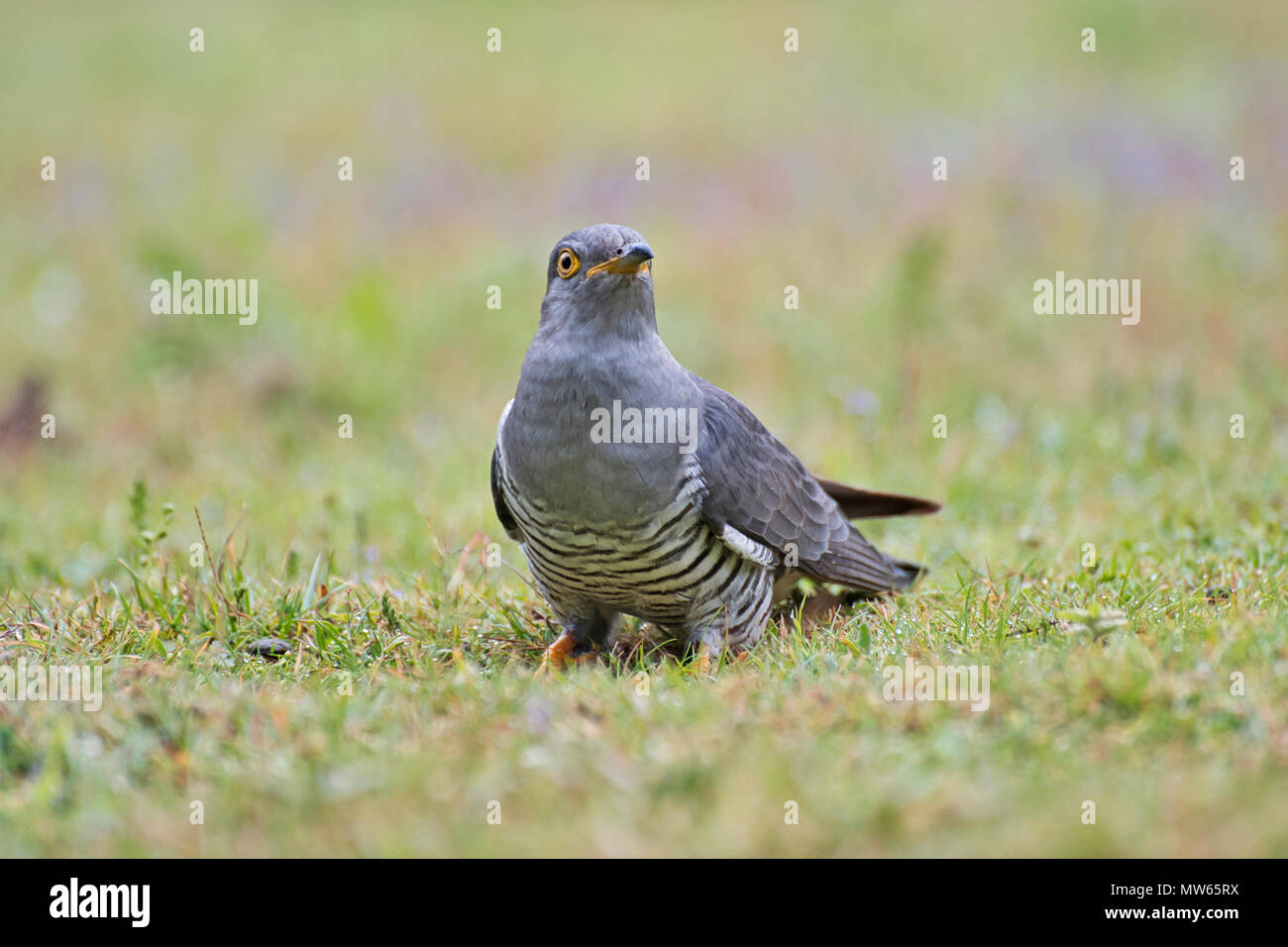 Common cuckoo (Cuculus canorus Stock Photo - Alamy