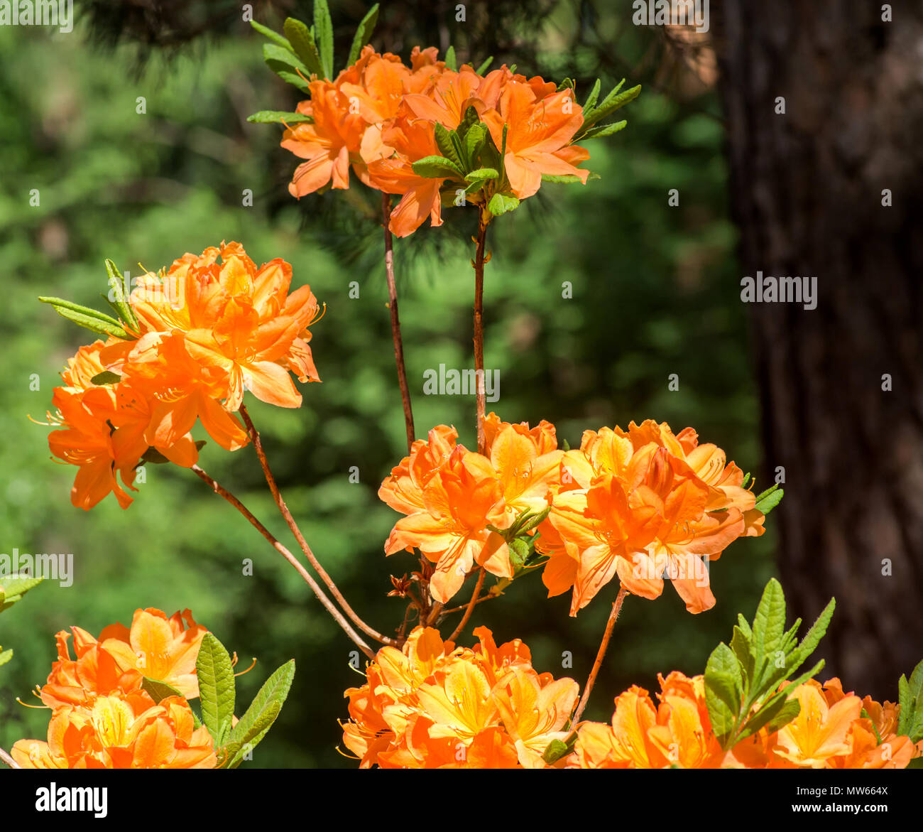 Haaga rhododendron park hi-res stock photography and images - Alamy