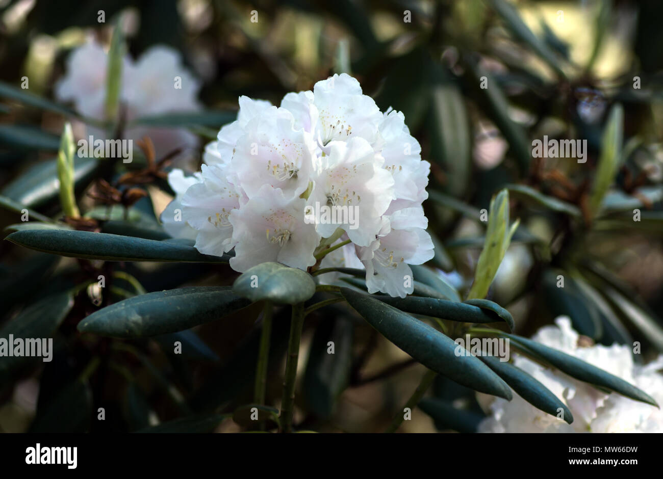 Rhododendron haaga hi-res stock photography and images - Alamy