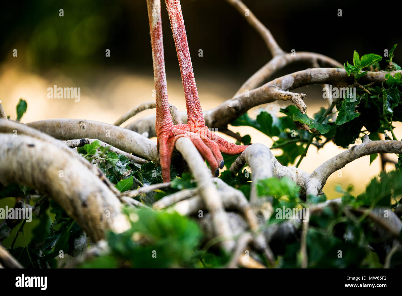 Stork legs macro shot on its nest and green background Stock Photo - Alamy