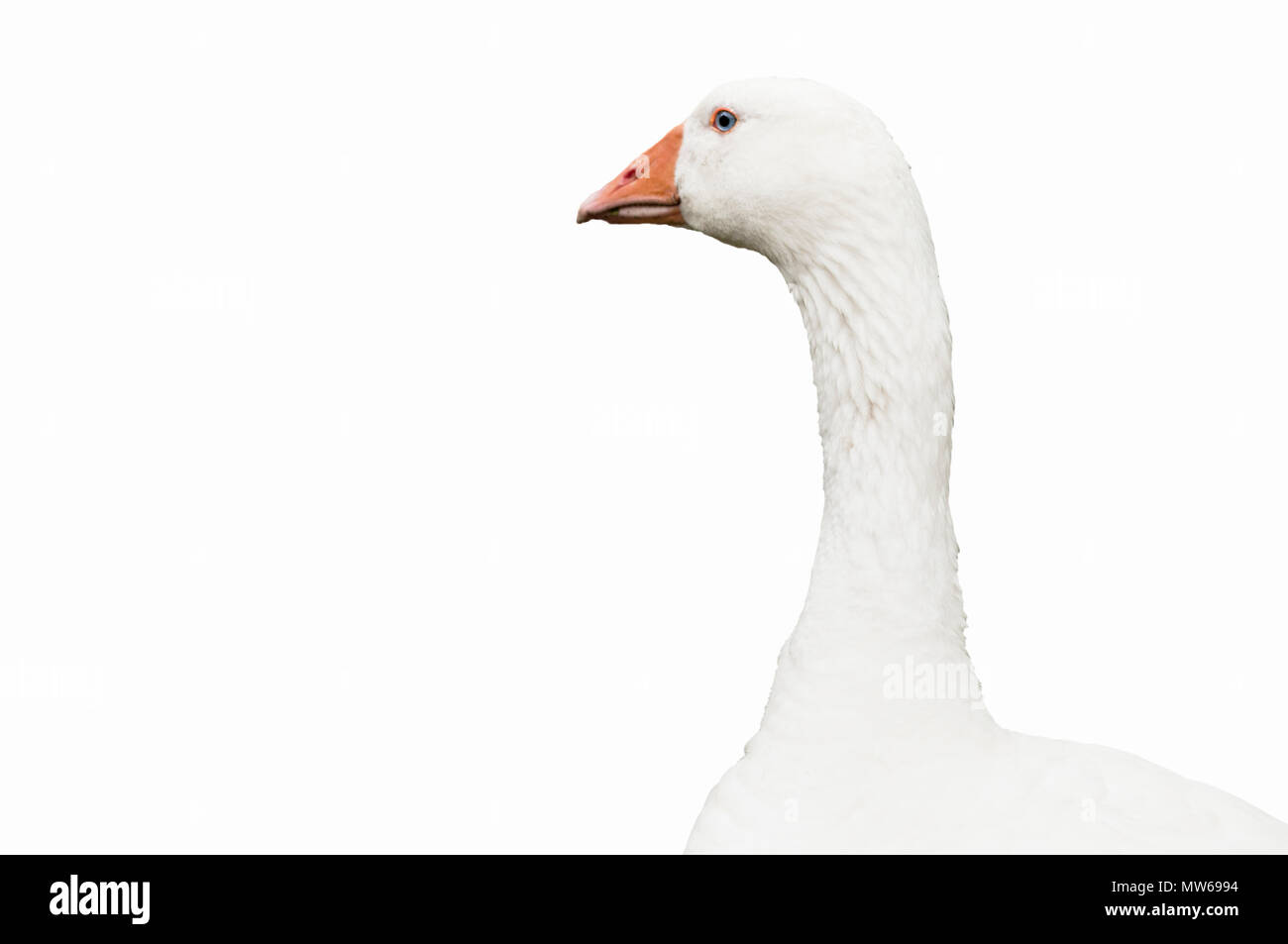 Goose (anser anser domesticus) isolated Stock Photo - Alamy