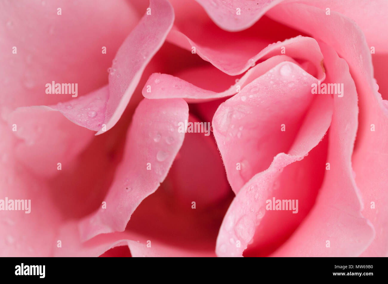 Pink rose with water drops background Stock Photo - Alamy