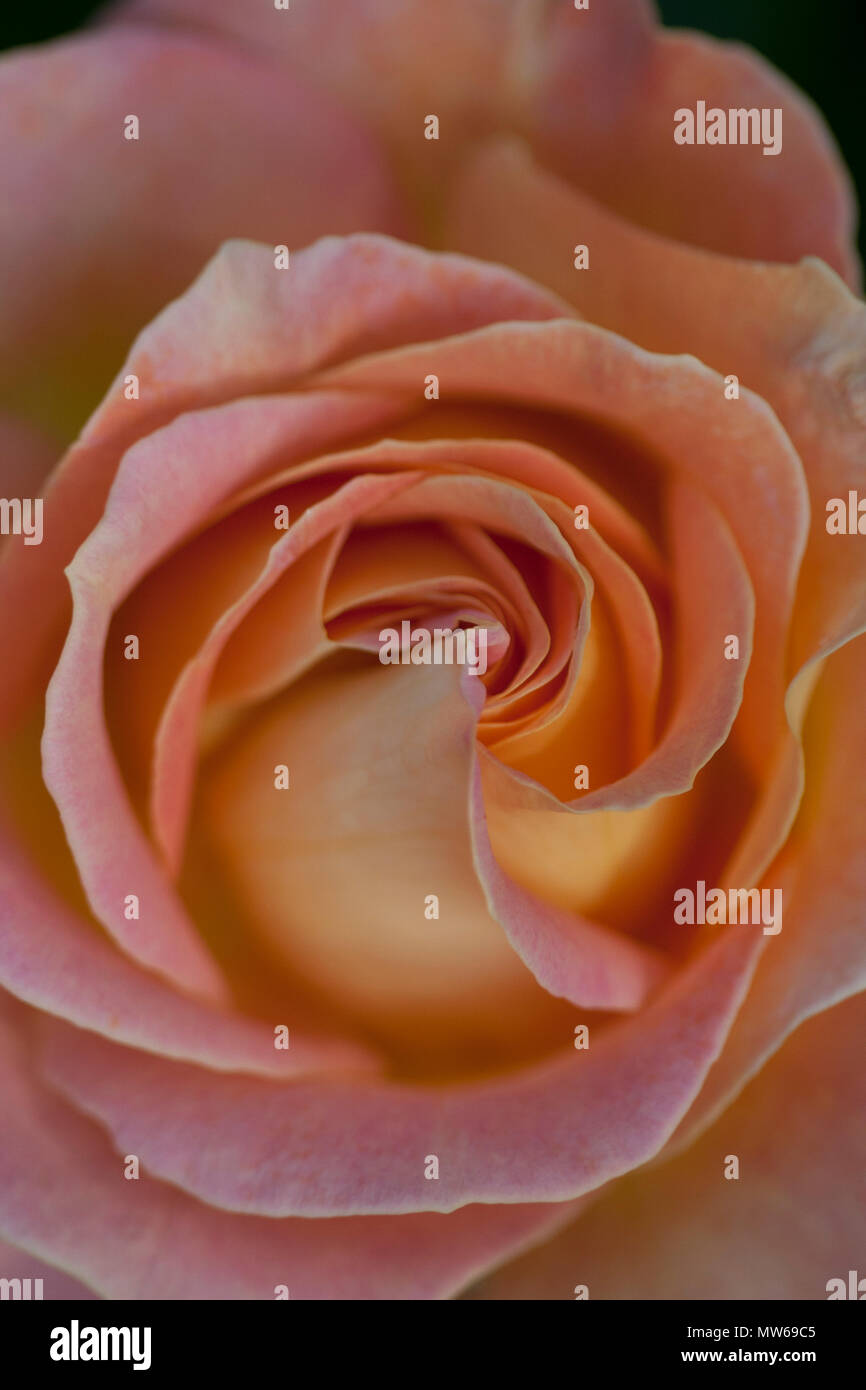 Real rose flower hi-res stock photography and images - Alamy