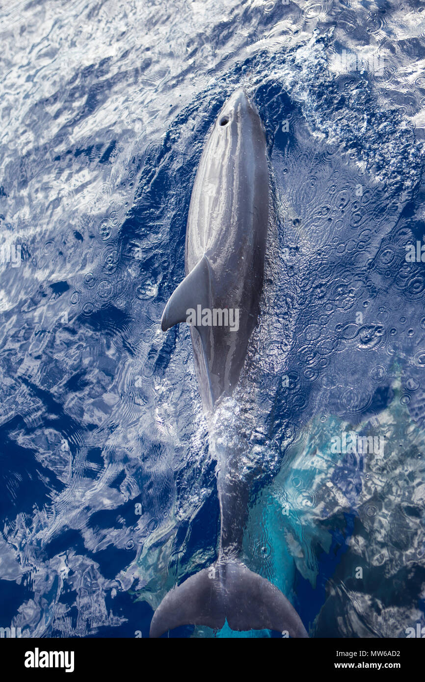 wild dolphin swimming in blue sea Stock Photo - Alamy