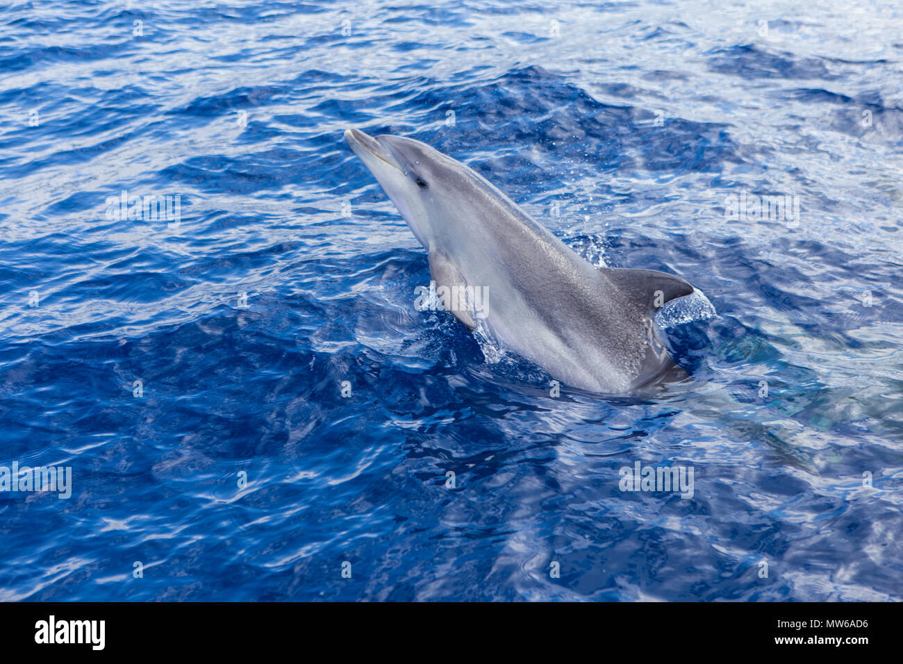 wild dolphin swimming in blue sea Stock Photo - Alamy