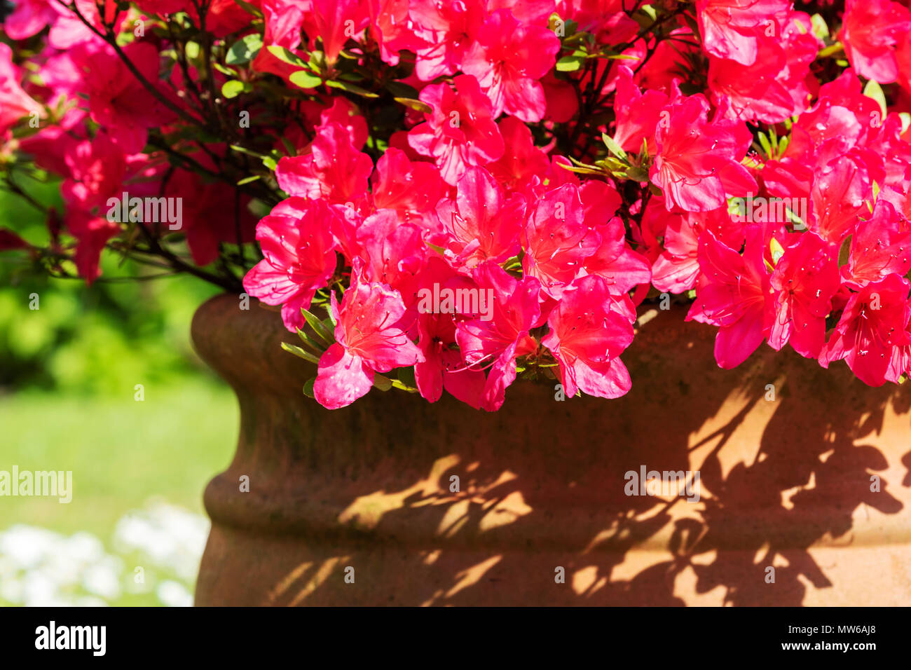 Wow, Spring is here, at last Stock Photo - Alamy