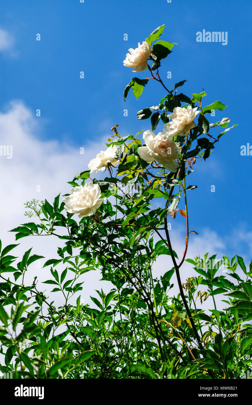 The simple white rose reaching upwards Stock Photo - Alamy