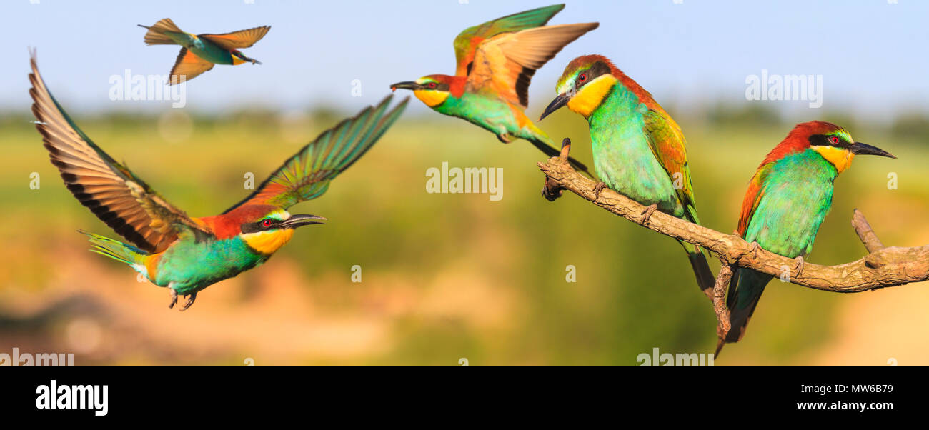 beautiful birds in the wild, wildlife and changing seasons Stock Photo ...