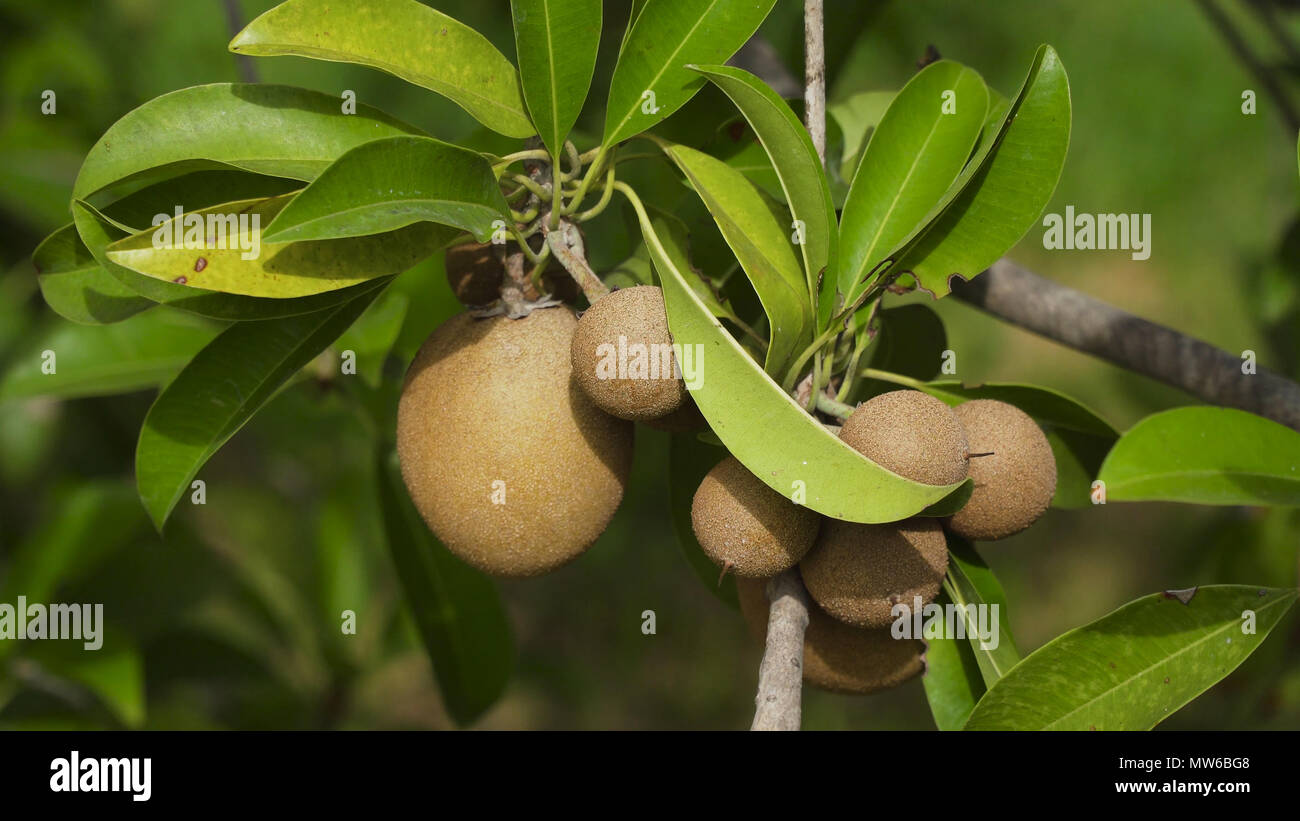 Kiwi fruit on a tree branch in tropical garden. Ripe fruits of kiwi ...