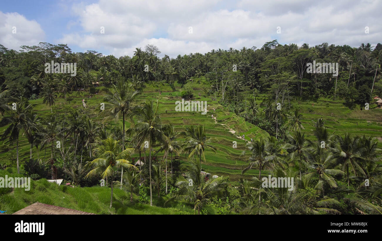 Rice Terrace field, Ubud, Bali, Indonesia.rice plantation,terrace ...