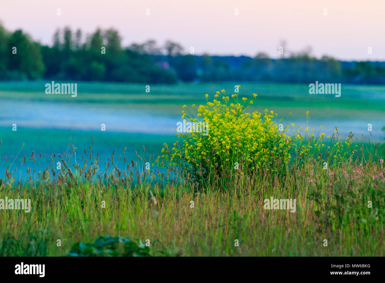 evening fog above the spring field, wildlife and changing seasons Stock ...