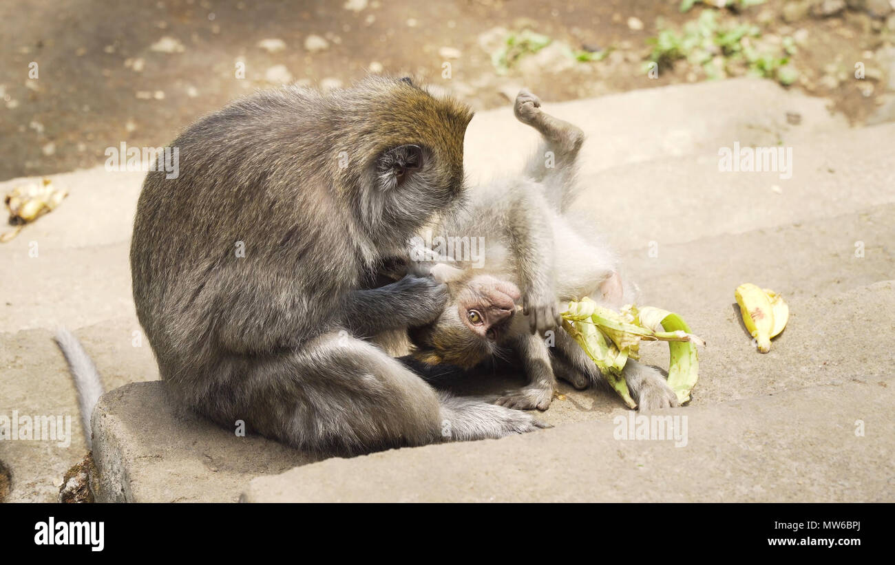 Monkey macaque in the rain forest. Monkeys in the natural environment ...