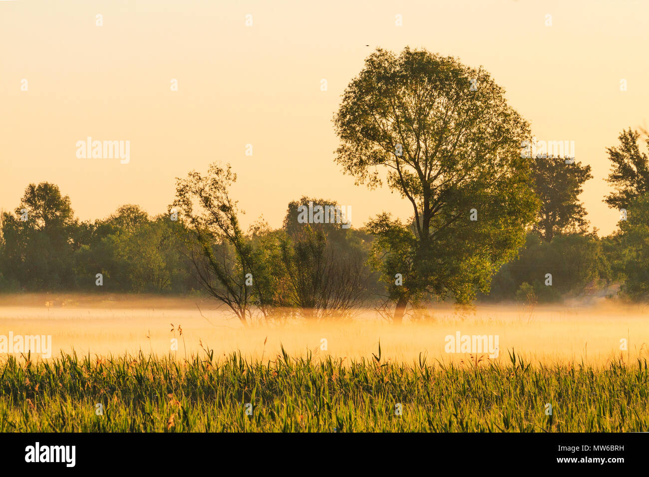 low fog around about trees, wildlife and changing seasons Stock Photo ...