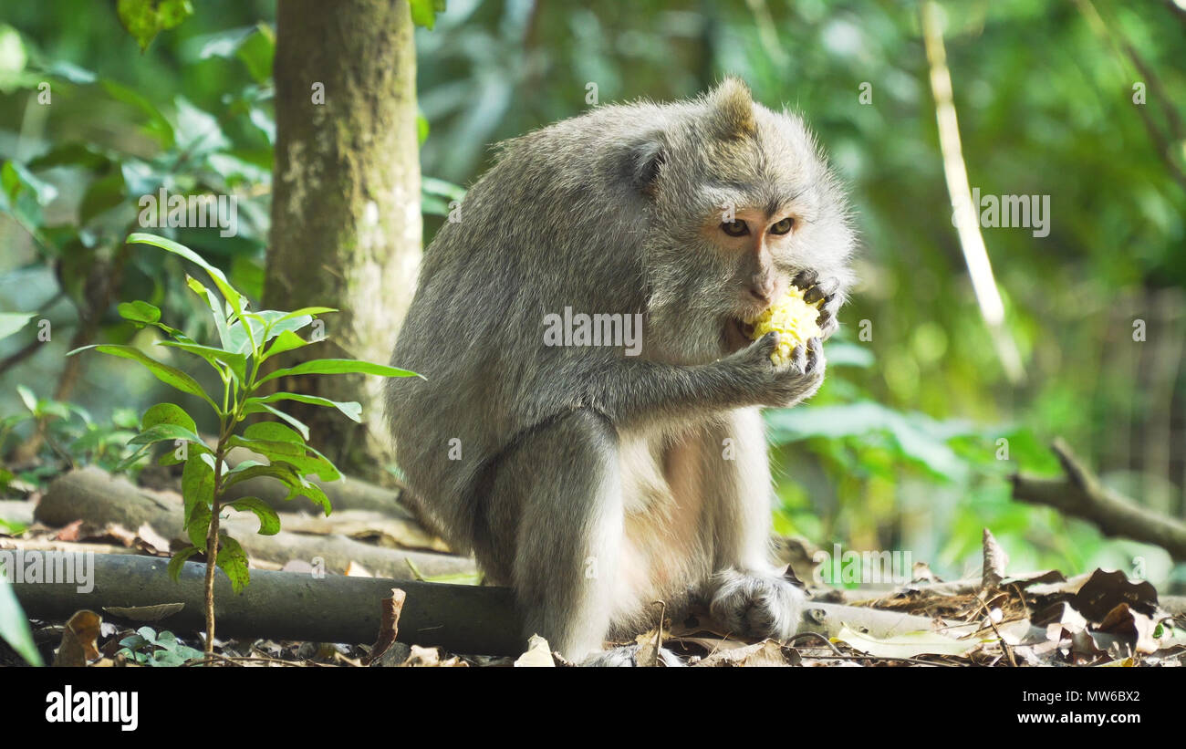 Monkey macaque in the rain forest. Monkeys in the natural environment ...