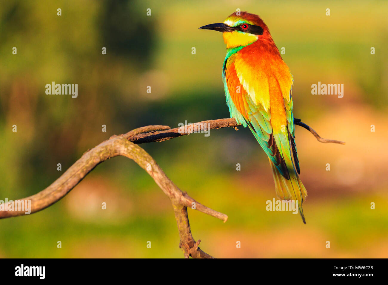 Rainbow bird on a beautiful branch in the warm rays of the sun ...
