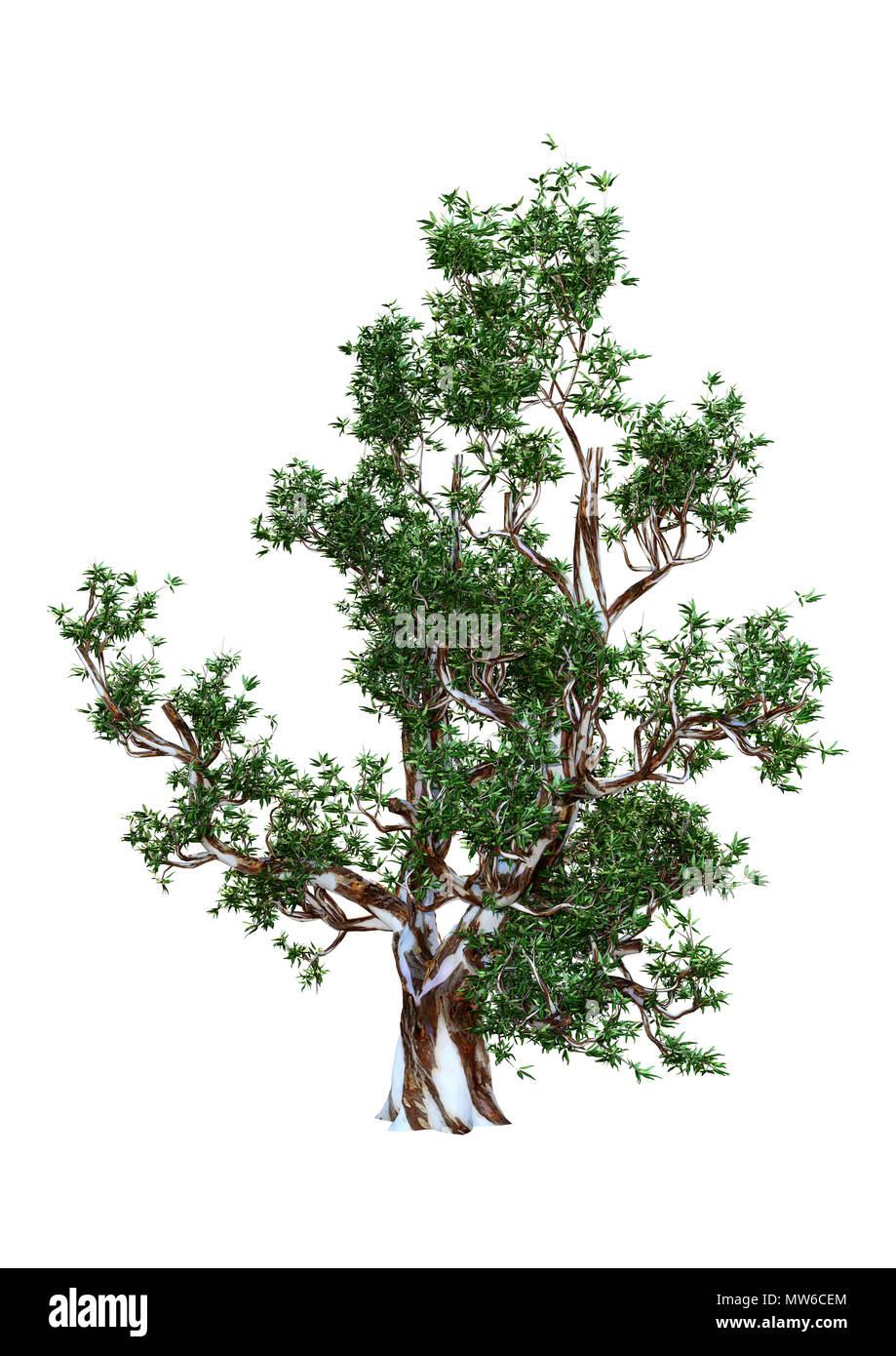 3D rendering of a red gum tree isolated on white background Stock Photo ...