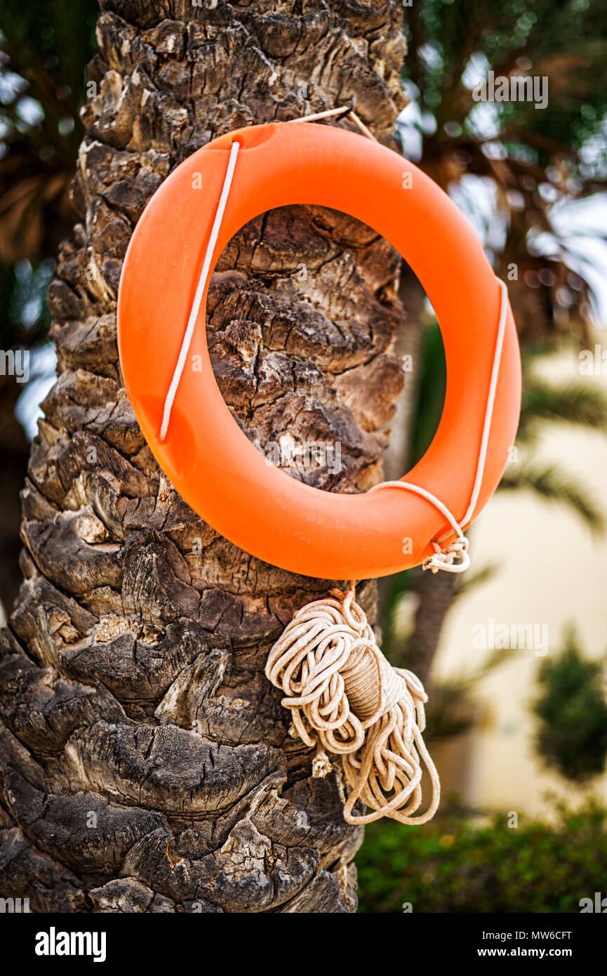 Lifebuoy life ring with rope hanging on palm tree in city in tropical ...